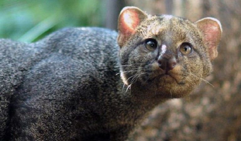 Jaguarundi 】- dogscatsonline.com History, photos and more - 【2019】