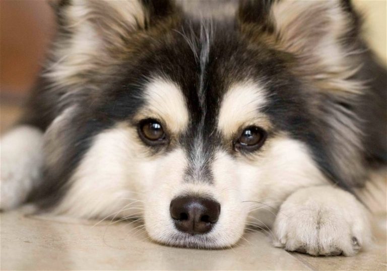 【Pomsky 】 - History, photos and more - 【2024】