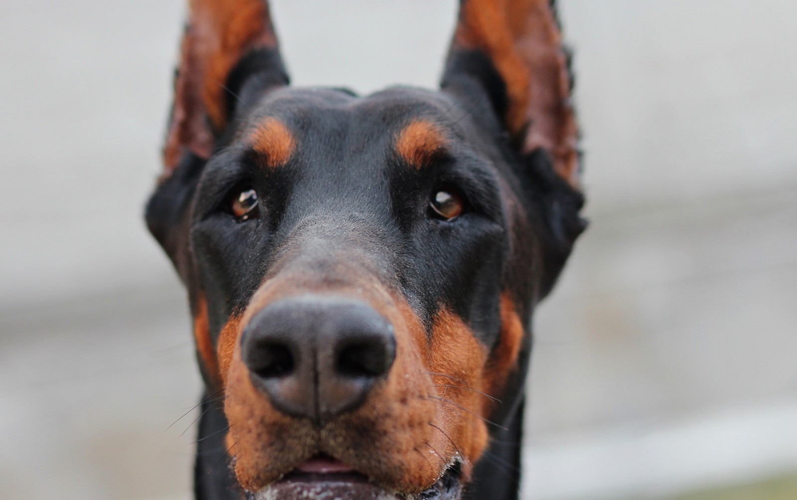 【Doberman 🐾 】 - History, photos and more - 【2024】