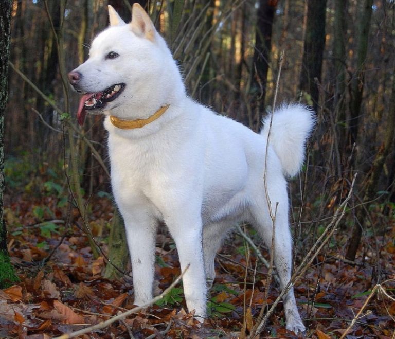 【Kishu (Kishu-Ken) 】 - History, photos and more - 【2025】