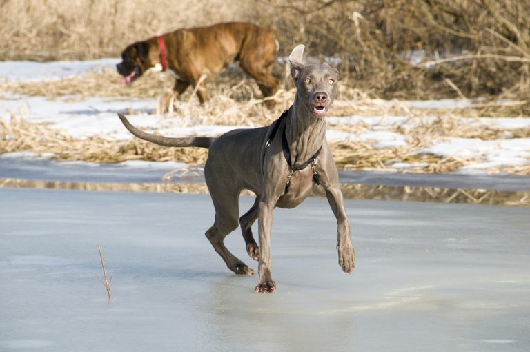Weimaraner. - Complete Guide to Temperament, Health, Care & History ...