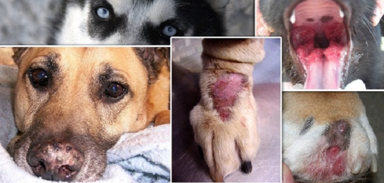 【Autoimmune Disorders in dogs 】 - History, photos and more - 【2024】