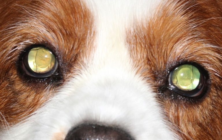 Cataracts in Dogs - Complete Guide to Temperament, Health, Care ...