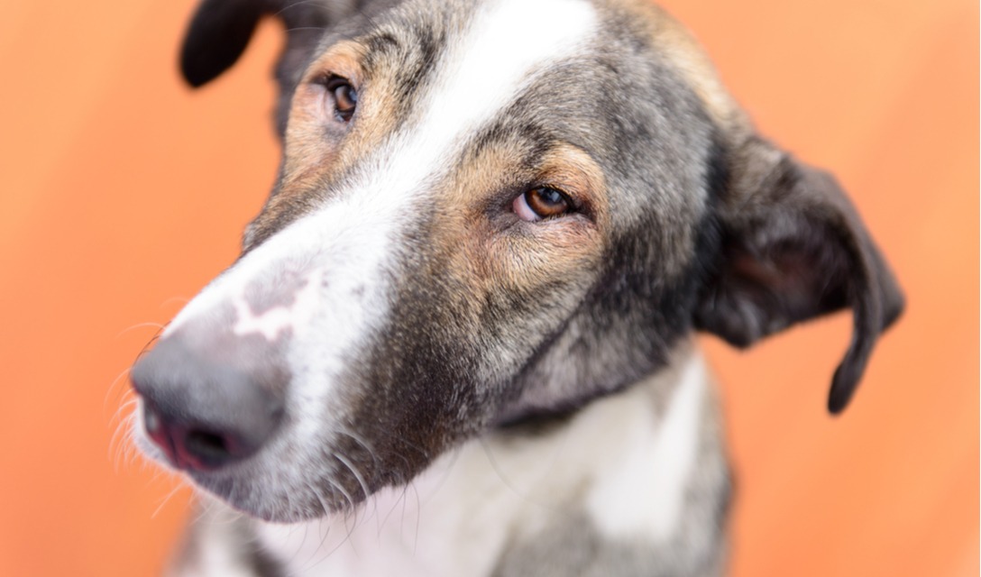 Entropion in dogs - Complete Guide to Temperament, Health, Care ...