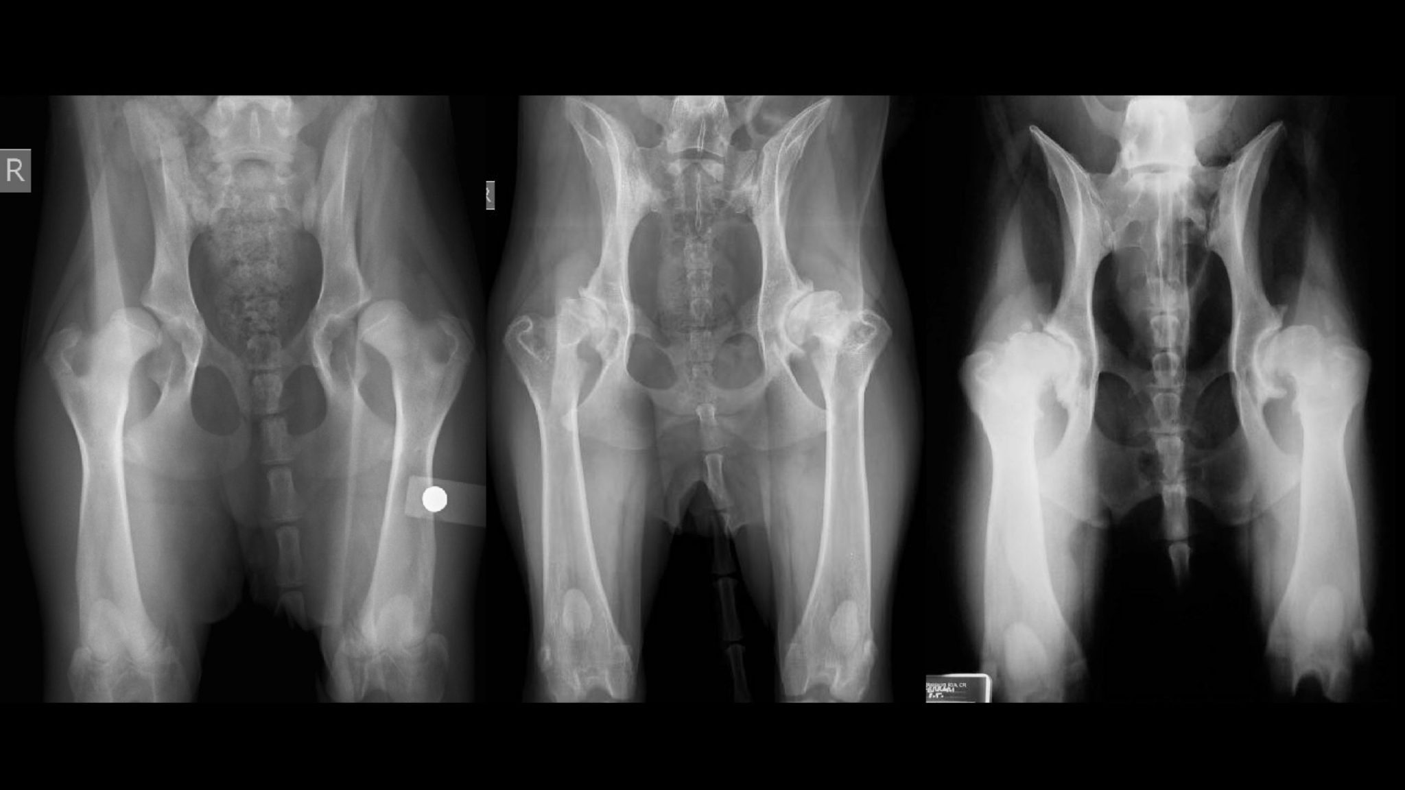 Hip Dysplasia in Dogs - Complete Guide to Temperament, Health, Care ...