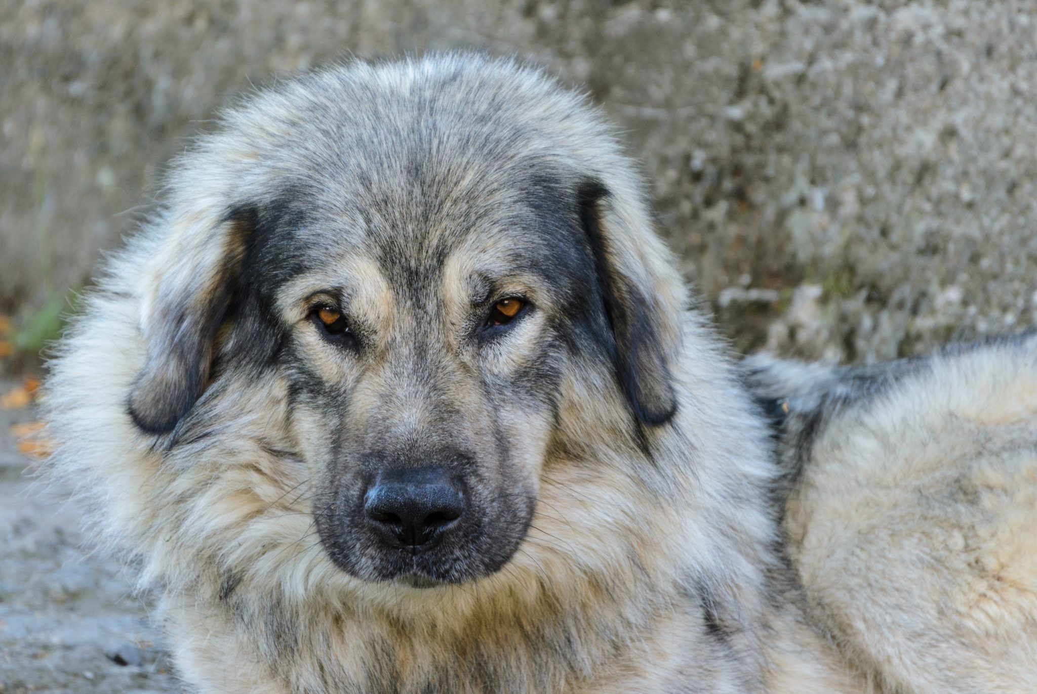 Šarplaninac [2026] - Complete Guide to Temperament, Health, Care ...